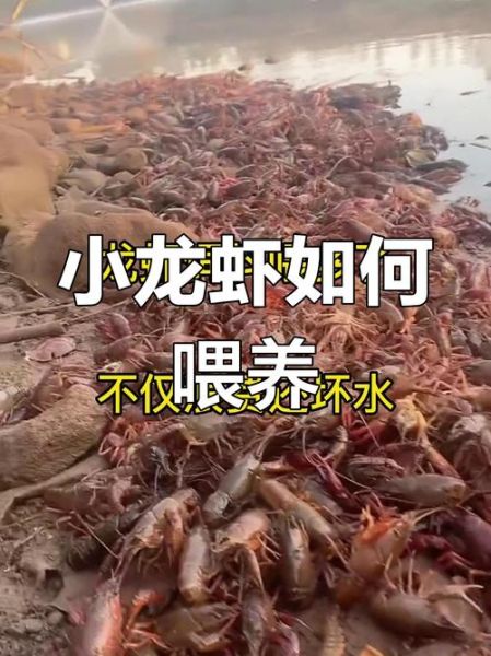龙虾养殖技术_龙虾养殖常见问题-第1张图片-山城妙识
