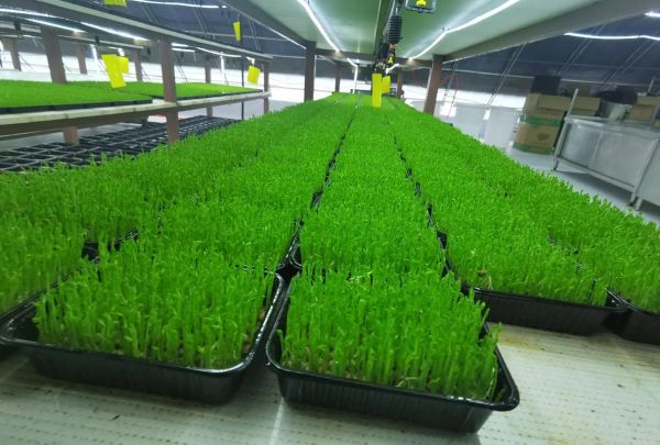 芽苗菜怎么种_如何种得又长又嫩-第2张图片-山城妙识