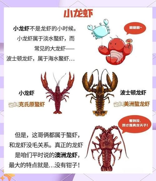 龙虾养殖技术_龙虾养殖常见问题-第3张图片-山城妙识