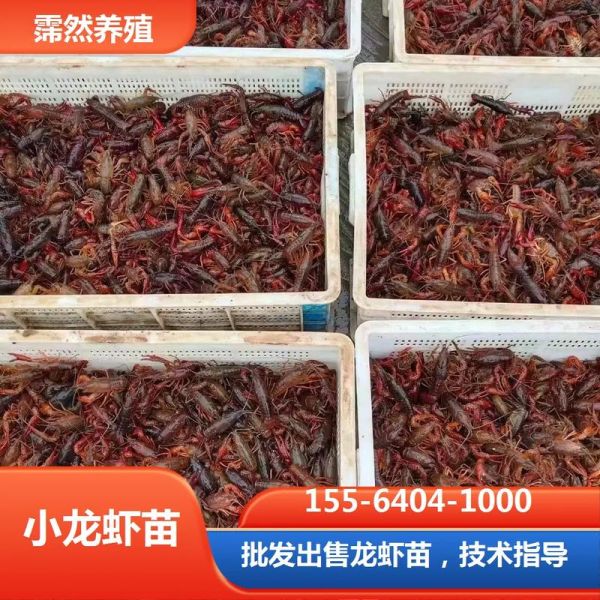 龙虾养殖技术_龙虾养殖常见问题-第2张图片-山城妙识