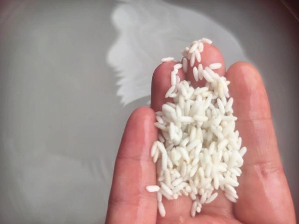 包粽子的米泡了三天还能用吗_泡米三天后怎么补救-第3张图片-山城妙识 包粽子的米泡了三天还能用吗_泡米三天后怎么补救-第3张图片-山城妙识