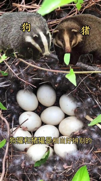 猪獾是什么动物_猪獾和狗獾的区别-第1张图片-山城妙识