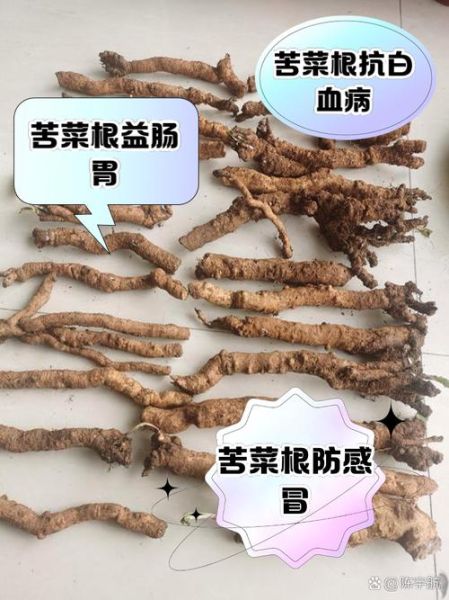 苦苦菜的功效与作用_苦苦菜怎么吃最养生-第1张图片-山城妙识 苦苦菜的功效与作用_苦苦菜怎么吃最养生-第1张图片-山城妙识