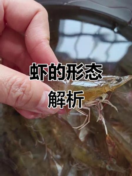 海虾和河虾的区别_如何挑选更新鲜-第1张图片-山城妙识