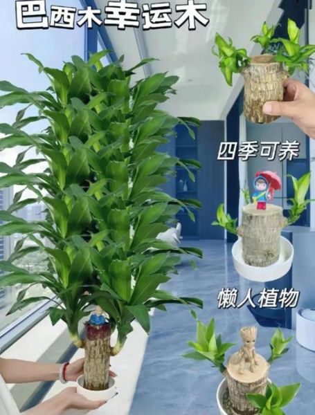 巴西木图片_巴西木怎么养才旺盛-第2张图片-山城妙识