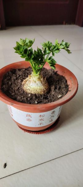 芹菜根的功效与作用_芹菜根怎么吃效果最好-第3张图片-山城妙识