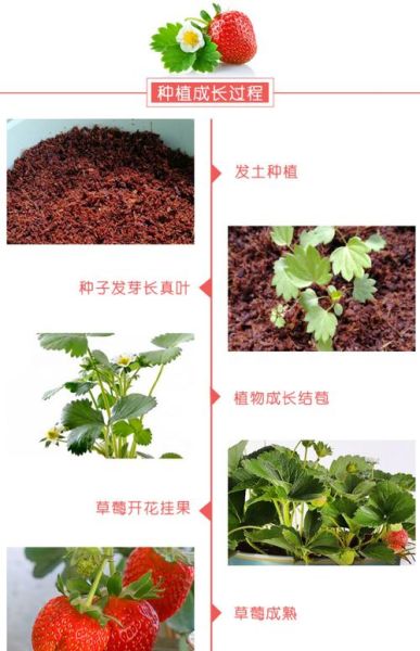 牛奶草莓和普通草莓区别_牛奶草莓种植方法-第1张图片-山城妙识