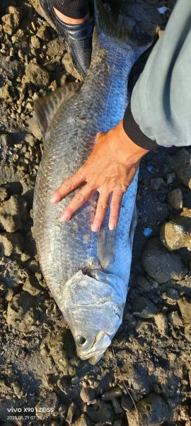 野钓大鱼视频怎么拍_野钓大鱼用什么饵-第1张图片-山城妙识