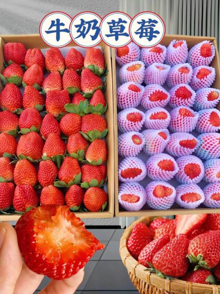牛奶草莓和普通草莓区别_牛奶草莓种植方法-第3张图片-山城妙识