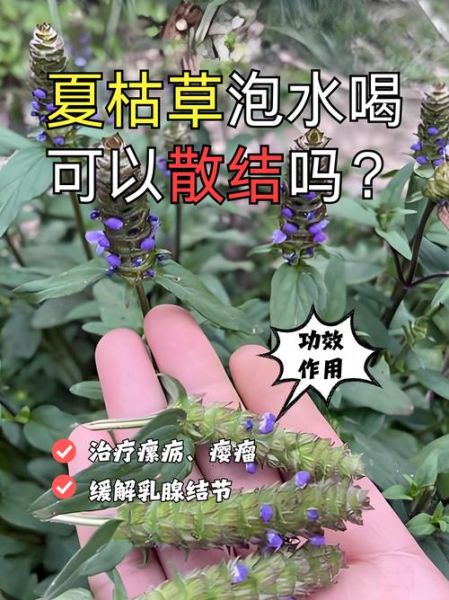 夏枯草副作用致癌_夏枯草会致癌吗-第1张图片-山城妙识