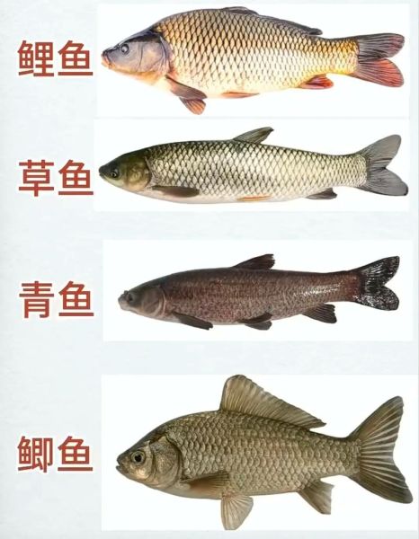 芝麻剑鱼多少钱一斤_芝麻剑鱼价格走势-第3张图片-山城妙识