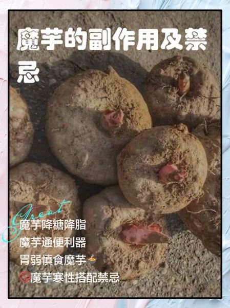 魔芋的功效与作用_魔芋的副作用有哪些-第1张图片-山城妙识