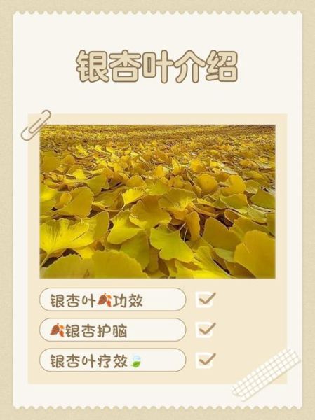 银杏叶片的功效与作用_银杏叶片副作用有哪些-第1张图片-山城妙识
