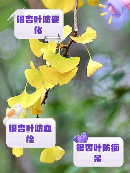 银杏叶片的功效与作用_银杏叶片副作用有哪些-第3张图片-山城妙识