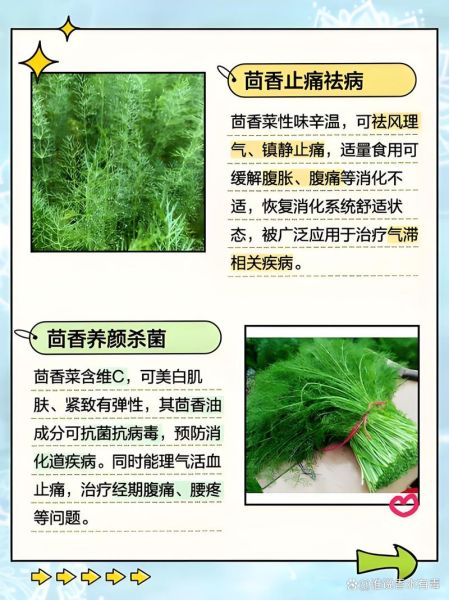 小茴香的功效与作用是什么_小茴香怎么吃效果最好-第2张图片-山城妙识