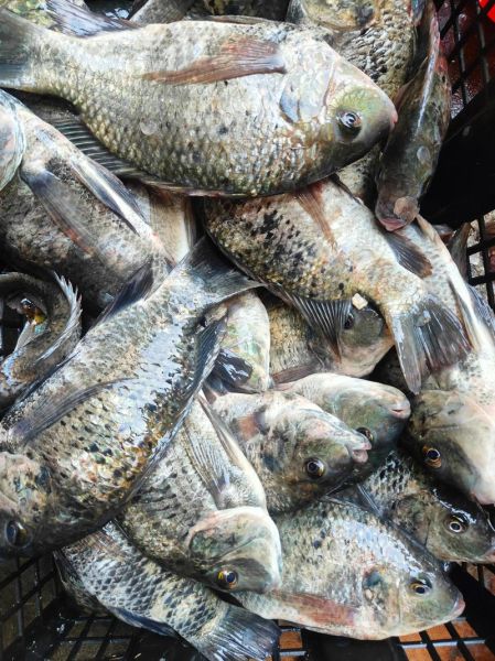 长寿鱼产地哪里_长寿鱼为什么能活这么久-第3张图片-山城妙识