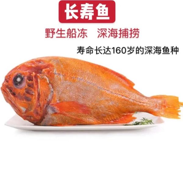 长寿鱼产地哪里_长寿鱼为什么能活这么久-第1张图片-山城妙识