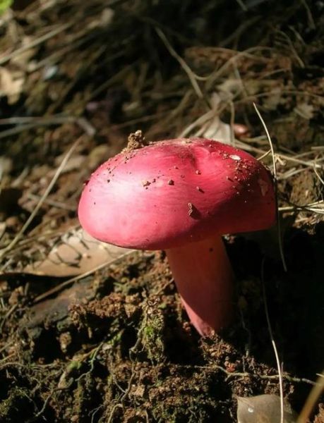 野生红菇有什么功效_野生红菇的作用与禁忌-第1张图片-山城妙识