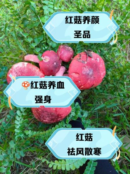 野生红菇有什么功效_野生红菇的作用与禁忌-第2张图片-山城妙识