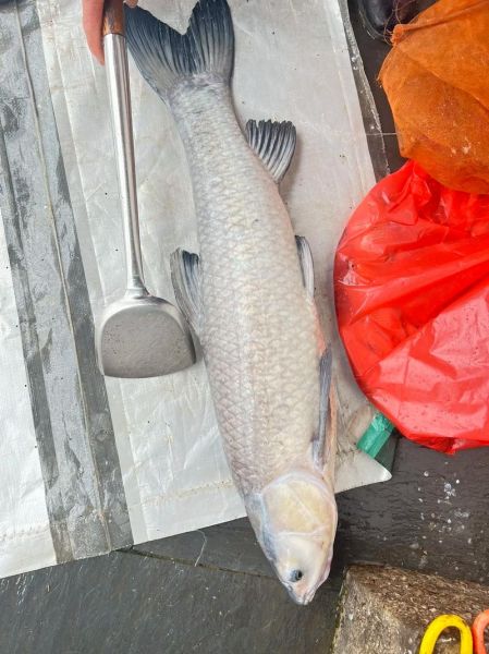 野生青鱼图片大全_野生青鱼怎么分辨真假-第3张图片-山城妙识