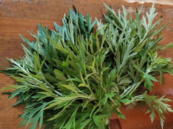 益母草长什么样_如何辨别益母草与艾草-第3张图片-山城妙识