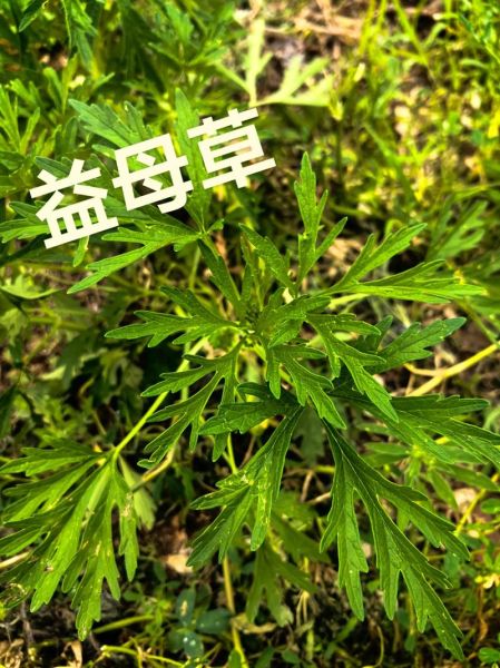 益母草长什么样_如何辨别益母草与艾草-第2张图片-山城妙识