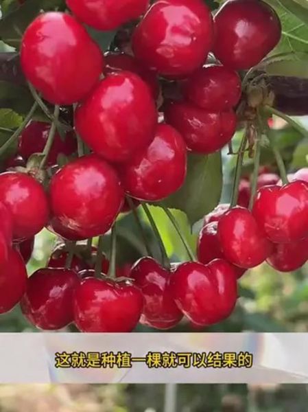 糖尿病可以吃樱桃吗_樱桃升糖指数高吗-第2张图片-山城妙识 糖尿病可以吃樱桃吗_樱桃升糖指数高吗-第2张图片-山城妙识