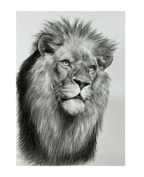 霸气狮子头绘画教程_如何画出立体感-第1张图片-山城妙识