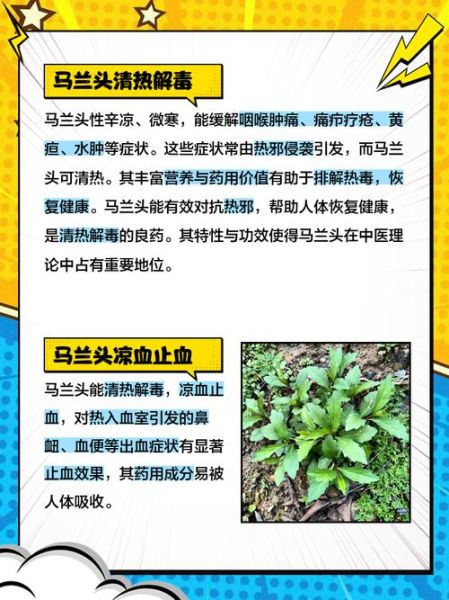 马兰头根煮水功效与作用_马兰头根煮水可以天天喝吗-第3张图片-山城妙识 马兰头根煮水功效与作用_马兰头根煮水可以天天喝吗-第3张图片-山城妙识