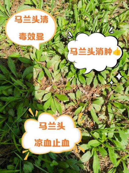 马兰头根煮水功效与作用_马兰头根煮水可以天天喝吗-第2张图片-山城妙识 马兰头根煮水功效与作用_马兰头根煮水可以天天喝吗-第2张图片-山城妙识