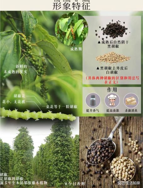 黑胡椒粉和白胡椒粉的区别_哪个更适合做菜-第1张图片-山城妙识 黑胡椒粉和白胡椒粉的区别_哪个更适合做菜-第1张图片-山城妙识