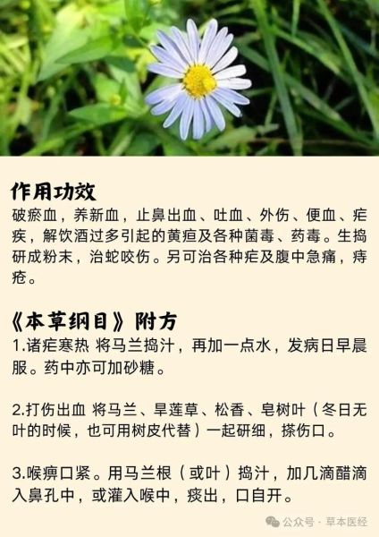 马兰头根煮水功效与作用_马兰头根煮水可以天天喝吗-第1张图片-山城妙识 马兰头根煮水功效与作用_马兰头根煮水可以天天喝吗-第1张图片-山城妙识