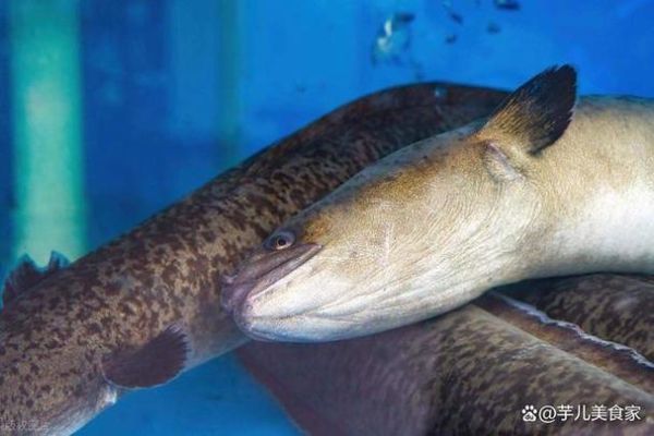 鳗鲡和鳗鱼的区别_鳗鲡是不是鳗鱼-第3张图片-山城妙识