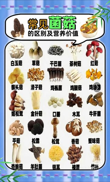 菌类有哪些营养价值_菌类怎么吃最健康-第2张图片-山城妙识