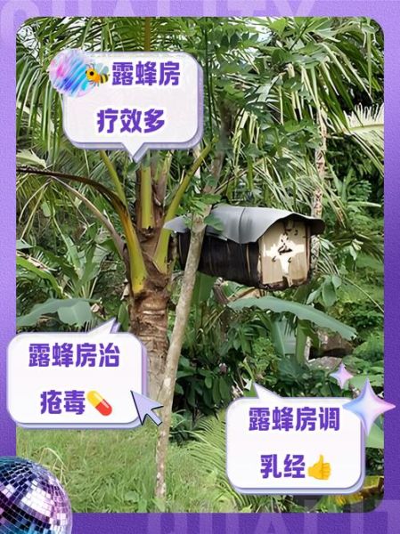 露蜂房的功效与作用_露蜂房能治什么病-第1张图片-山城妙识