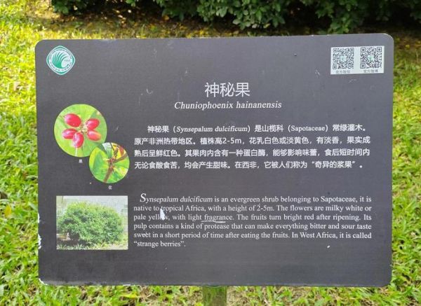 神秘果一次可以吃几个_神秘果吃多了会怎样-第3张图片-山城妙识