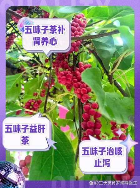 补肾中药泡水喝配方_哪些药材适合长期饮用-第2张图片-山城妙识