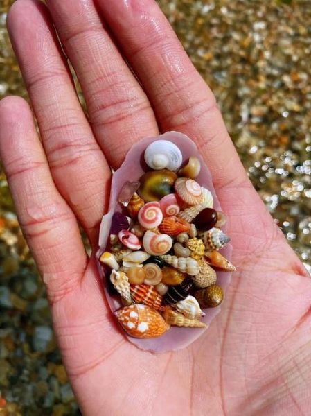 贝壳图片大全大图_如何挑选高清贝壳壁纸-第1张图片-山城妙识