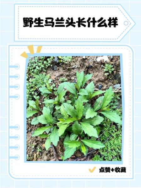 野菜马兰头图片_马兰头长什么样-第2张图片-山城妙识