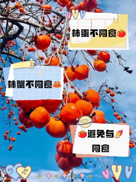 柿子不能和什么一起吃会中毒_柿子相克食物真相-第3张图片-山城妙识