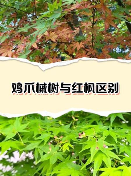 鸡爪槭是什么树_鸡爪槭和红枫的区别-第1张图片-山城妙识