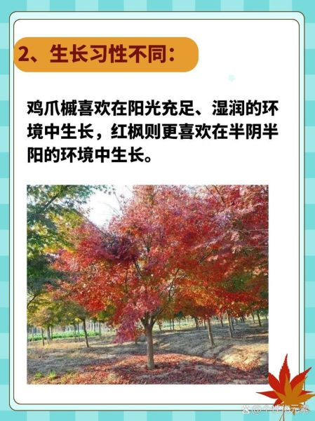 鸡爪槭是什么树_鸡爪槭和红枫的区别-第2张图片-山城妙识