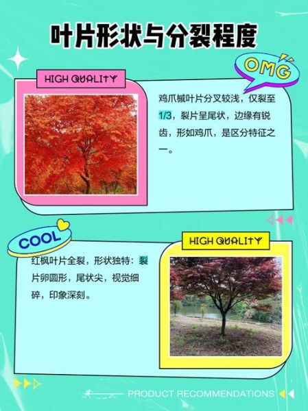 鸡爪槭是什么树_鸡爪槭和红枫的区别-第3张图片-山城妙识