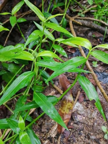 水竹叶图片怎么识别_水竹叶和鸭跖草区别-第1张图片-山城妙识 水竹叶图片怎么识别_水竹叶和鸭跖草区别-第1张图片-山城妙识