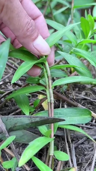 水竹叶图片怎么识别_水竹叶和鸭跖草区别-第3张图片-山城妙识 水竹叶图片怎么识别_水竹叶和鸭跖草区别-第3张图片-山城妙识