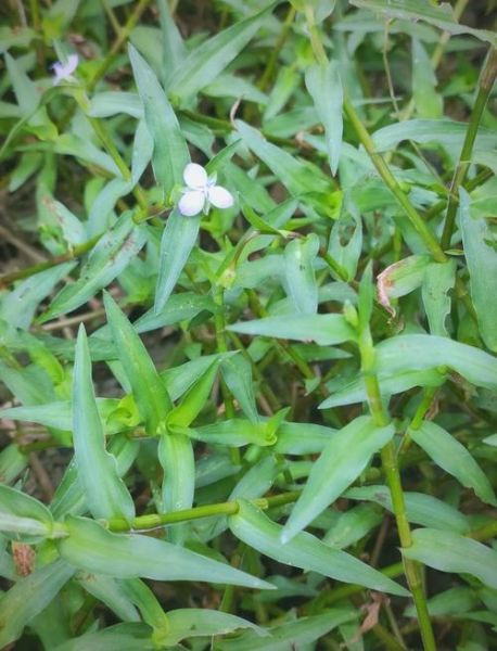 水竹叶图片怎么识别_水竹叶和鸭跖草区别-第2张图片-山城妙识 水竹叶图片怎么识别_水竹叶和鸭跖草区别-第2张图片-山城妙识