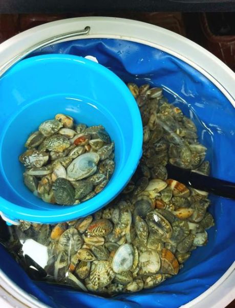 鲅鱼圈赶海最佳地点_鲅鱼圈赶海几点去最好-第2张图片-山城妙识