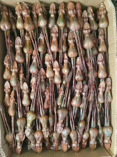 雪蛤多少钱一斤_正宗雪蛤价格表2024-第1张图片-山城妙识