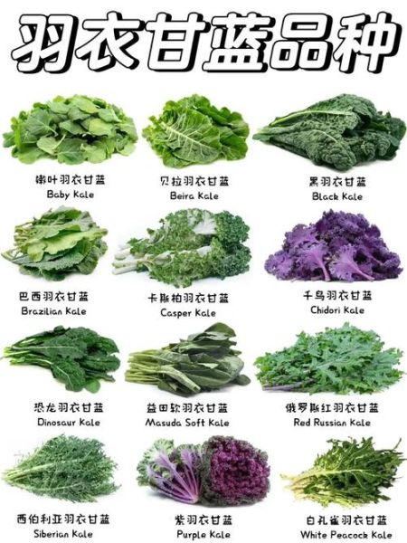 羽衣甘蓝菜的功效与作用_羽衣甘蓝怎么吃减肥-第2张图片-山城妙识