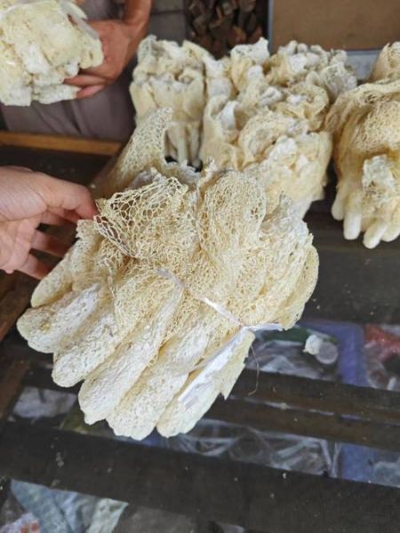 竹荪是怎么长出来的_竹荪生长全过程-第3张图片-山城妙识 竹荪是怎么长出来的_竹荪生长全过程-第3张图片-山城妙识